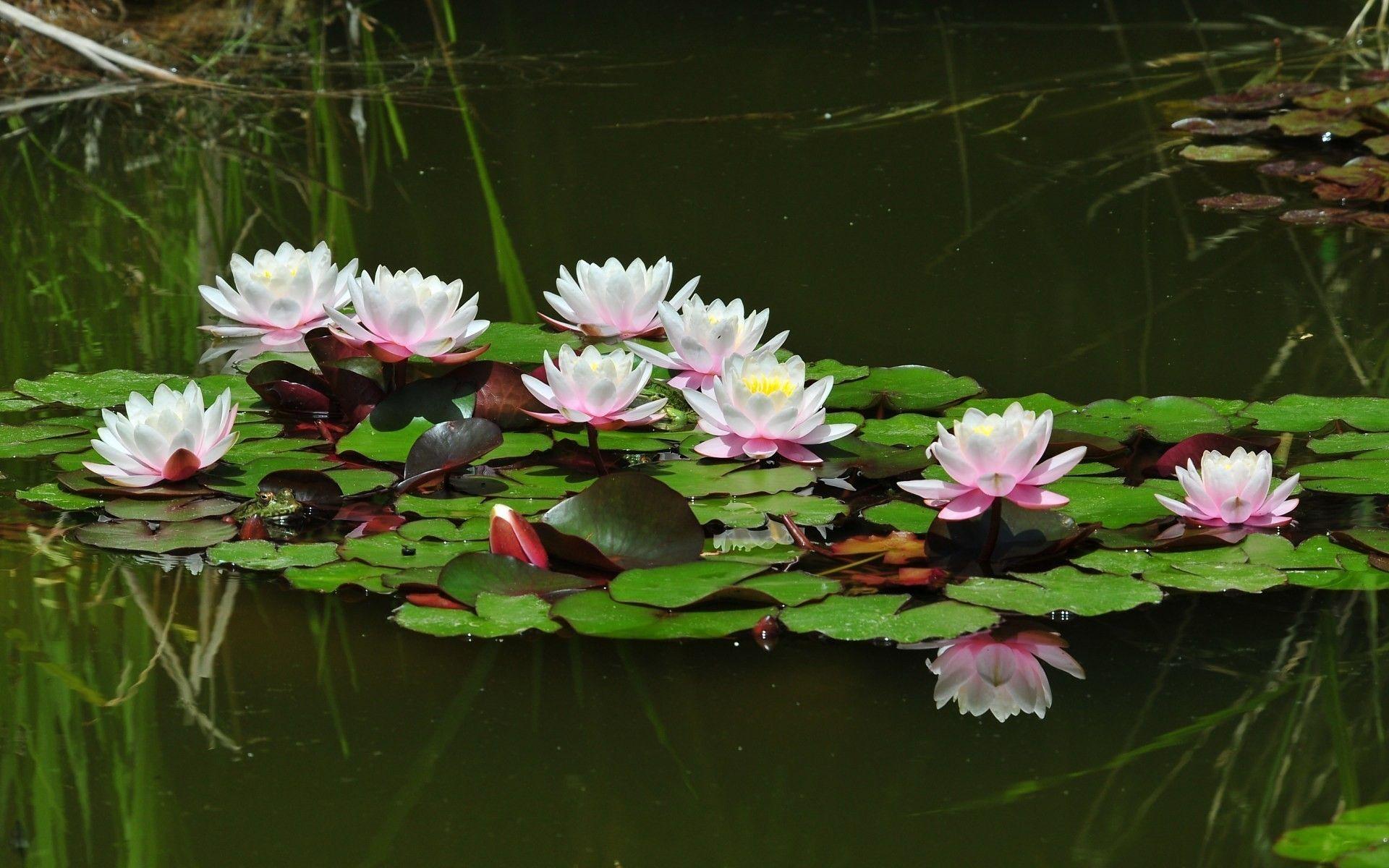 Water Pond Wallpapers - Top Free Water Pond Backgrounds - WallpaperAccess