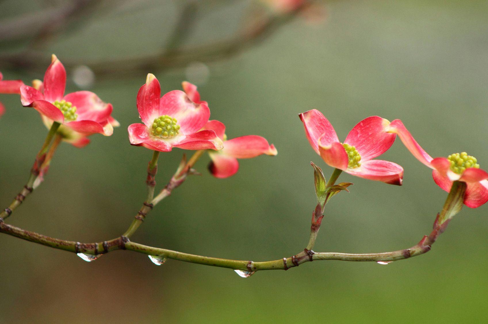 Spring Rain Desktop Wallpapers - Top Free Spring Rain Desktop ...