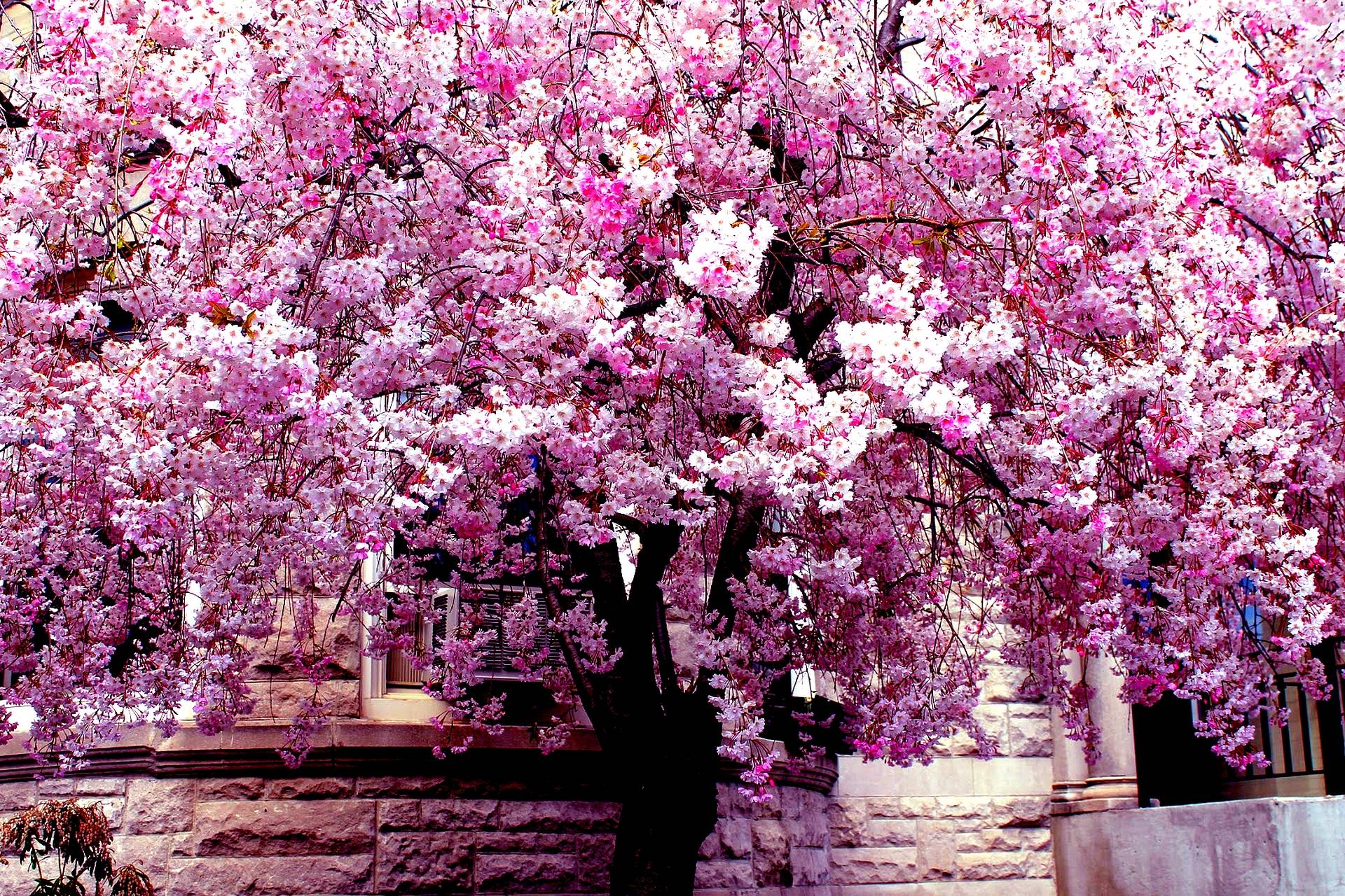 Spring Rain Desktop Wallpapers - Top Free Spring Rain Desktop ...