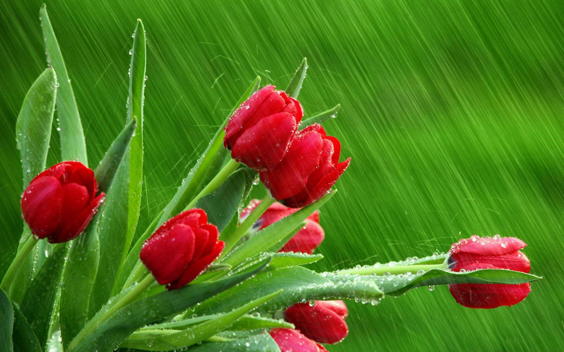 Spring Rain Desktop Wallpapers - Top Free Spring Rain Desktop ...