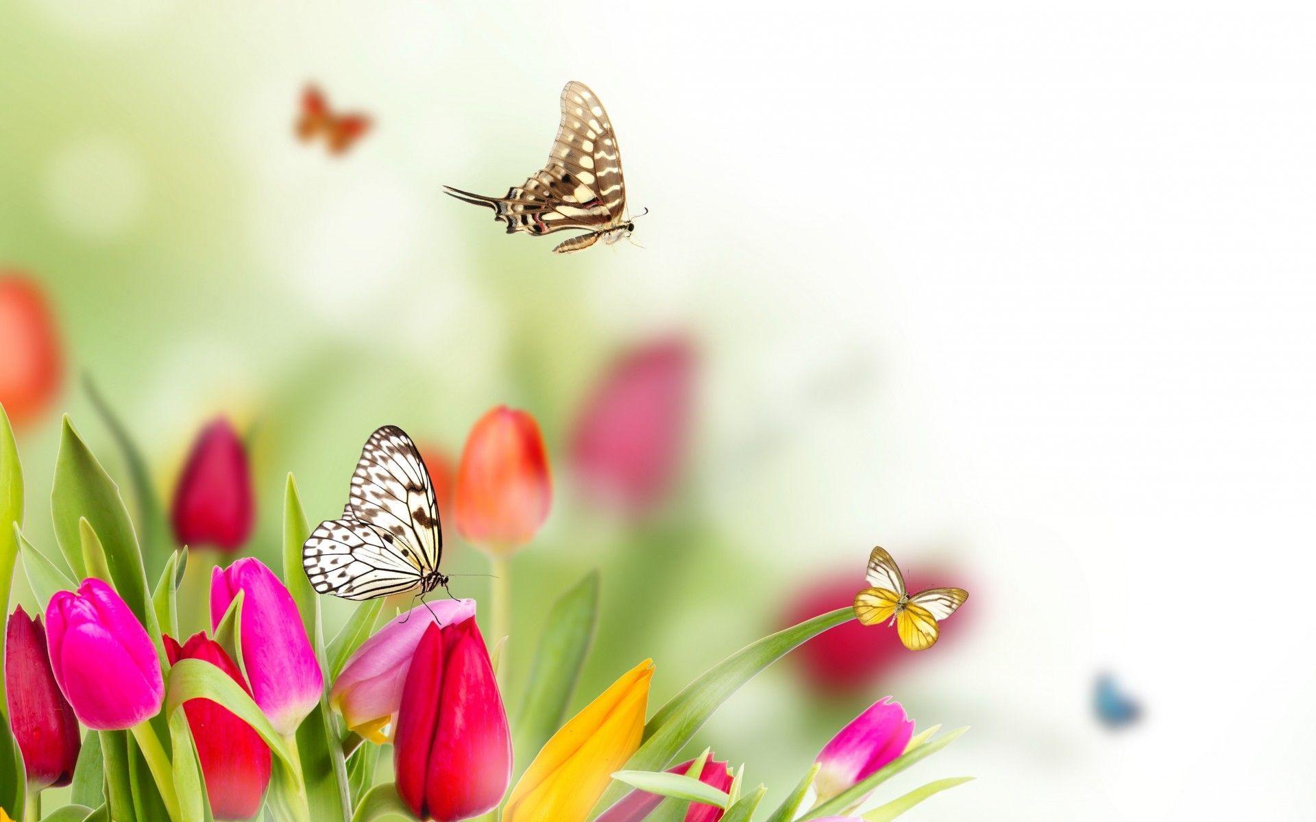 Spring Butterfly Desktop Wallpapers - Top Free Spring Butterfly Desktop ...