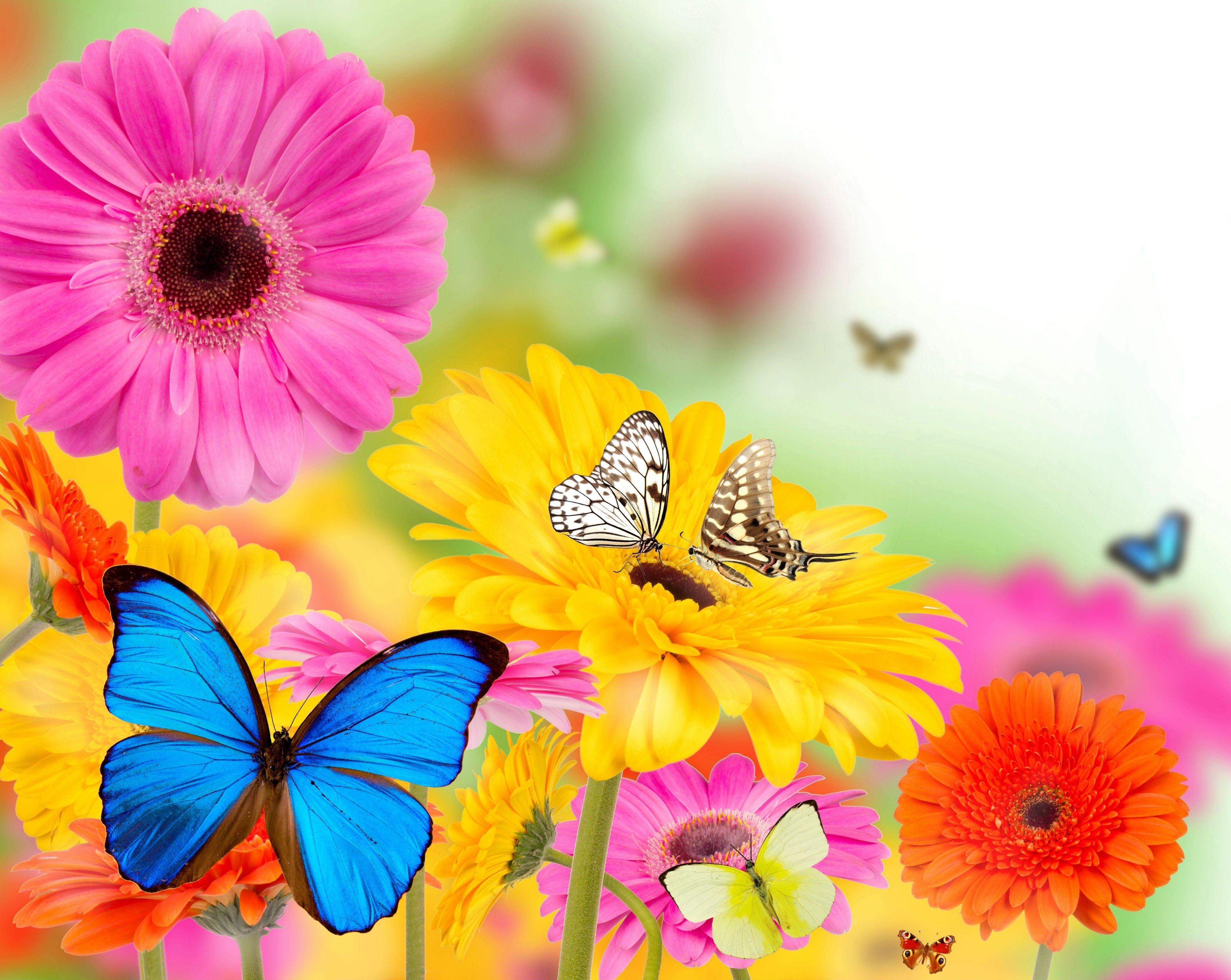 Spring Butterfly Desktop Wallpapers - Top Free Spring Butterfly Desktop ...