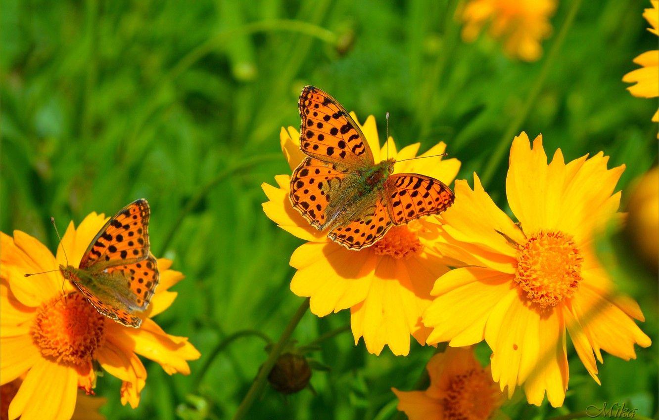 Spring Butterfly Desktop Wallpapers - Top Free Spring Butterfly Desktop ...