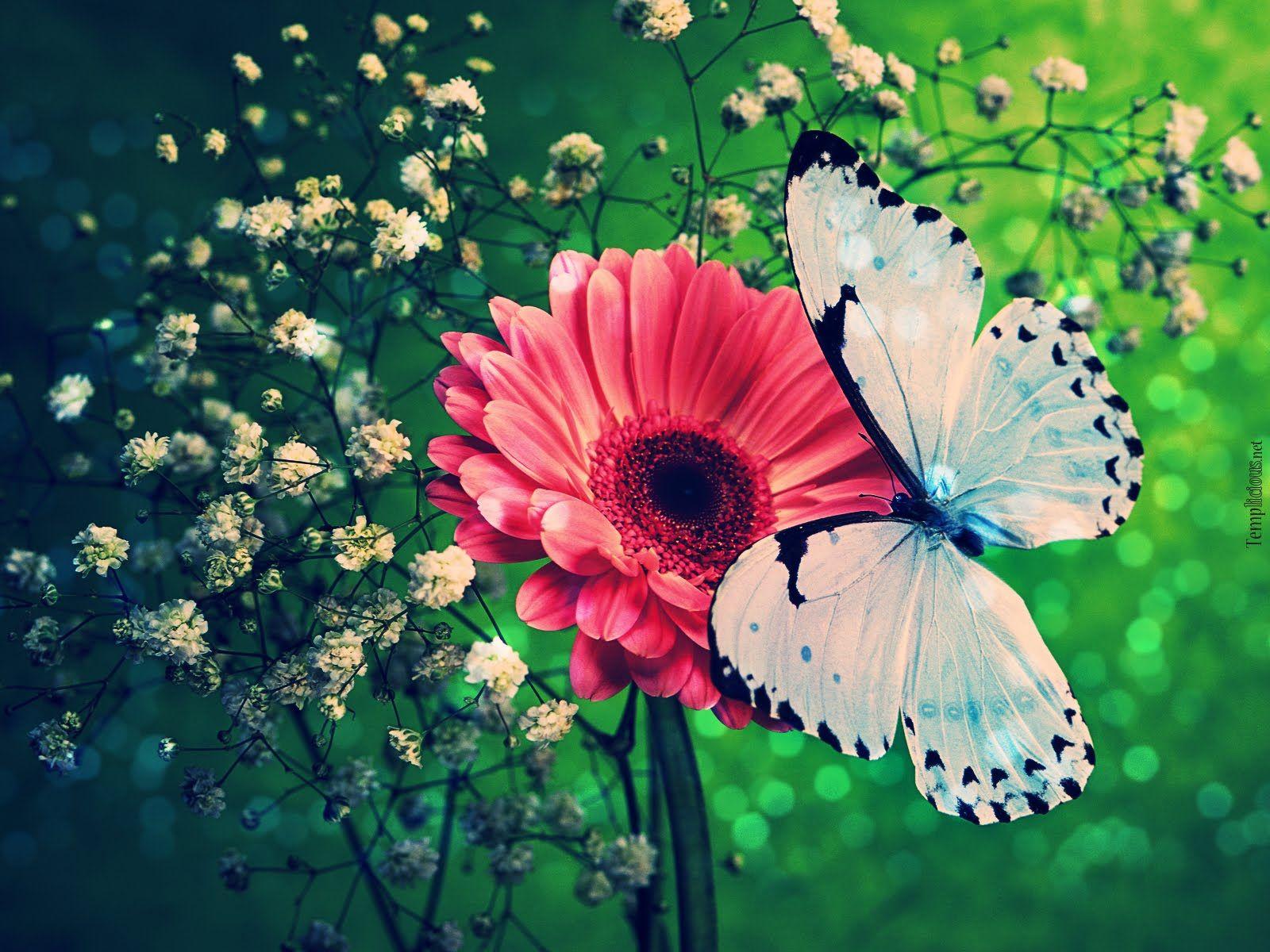 Spring Butterfly Desktop Wallpapers - Top Free Spring Butterfly Desktop ...