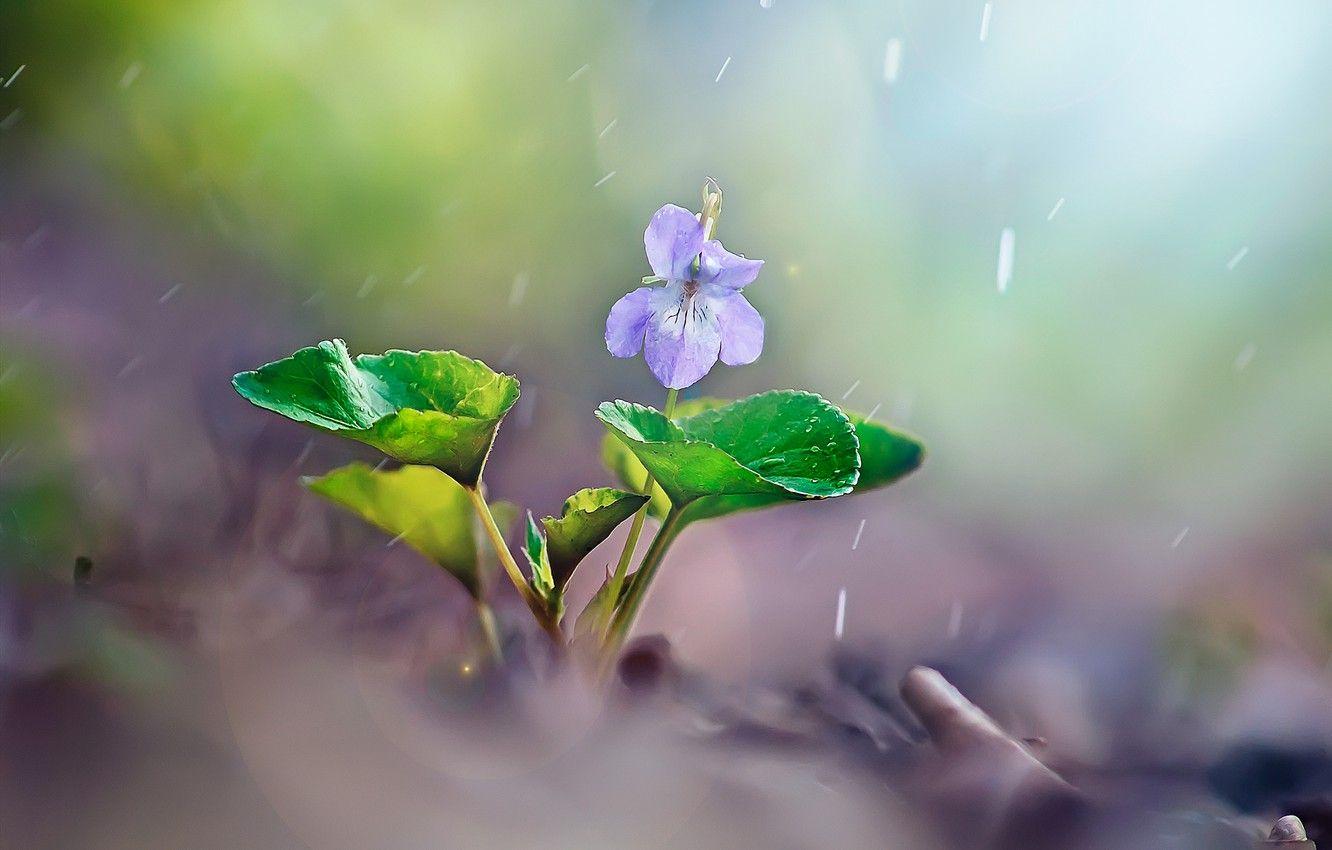Spring Rain Desktop Wallpapers - Top Free Spring Rain Desktop ...