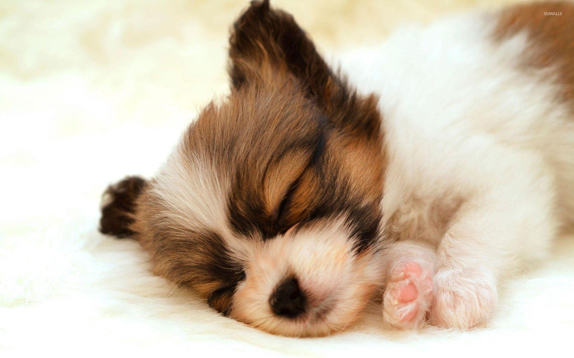 Sleeping Puppy Wallpapers - Top Free Sleeping Puppy Backgrounds ...