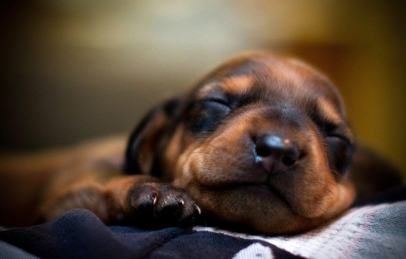 Sleeping Puppy Wallpapers - Top Free Sleeping Puppy Backgrounds ...