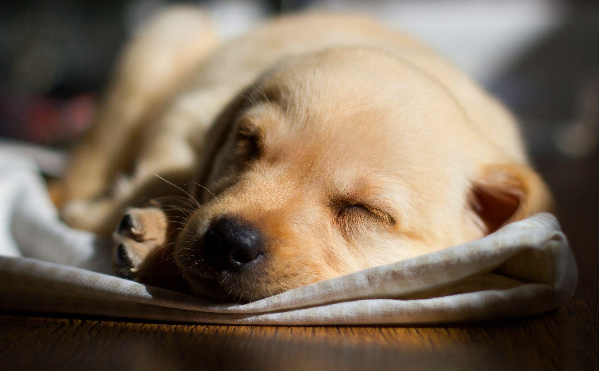 Sleeping Puppy Wallpapers - Top Free Sleeping Puppy Backgrounds ...