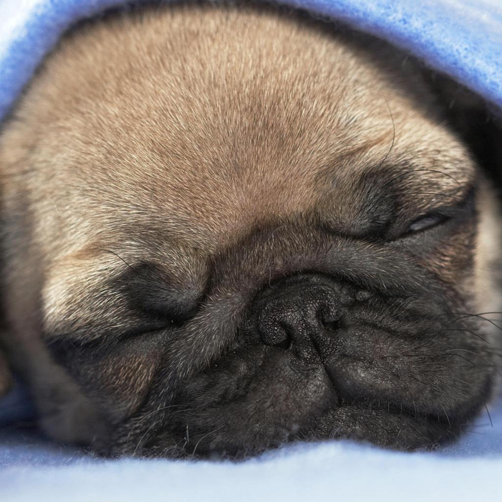 Sleeping Puppy Wallpapers - Top Free Sleeping Puppy Backgrounds ...