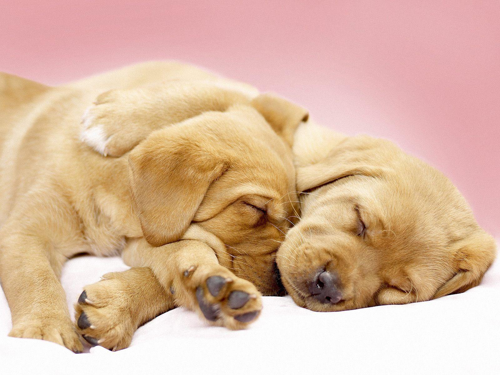 Sleeping Puppy Wallpapers - Top Free Sleeping Puppy Backgrounds ...