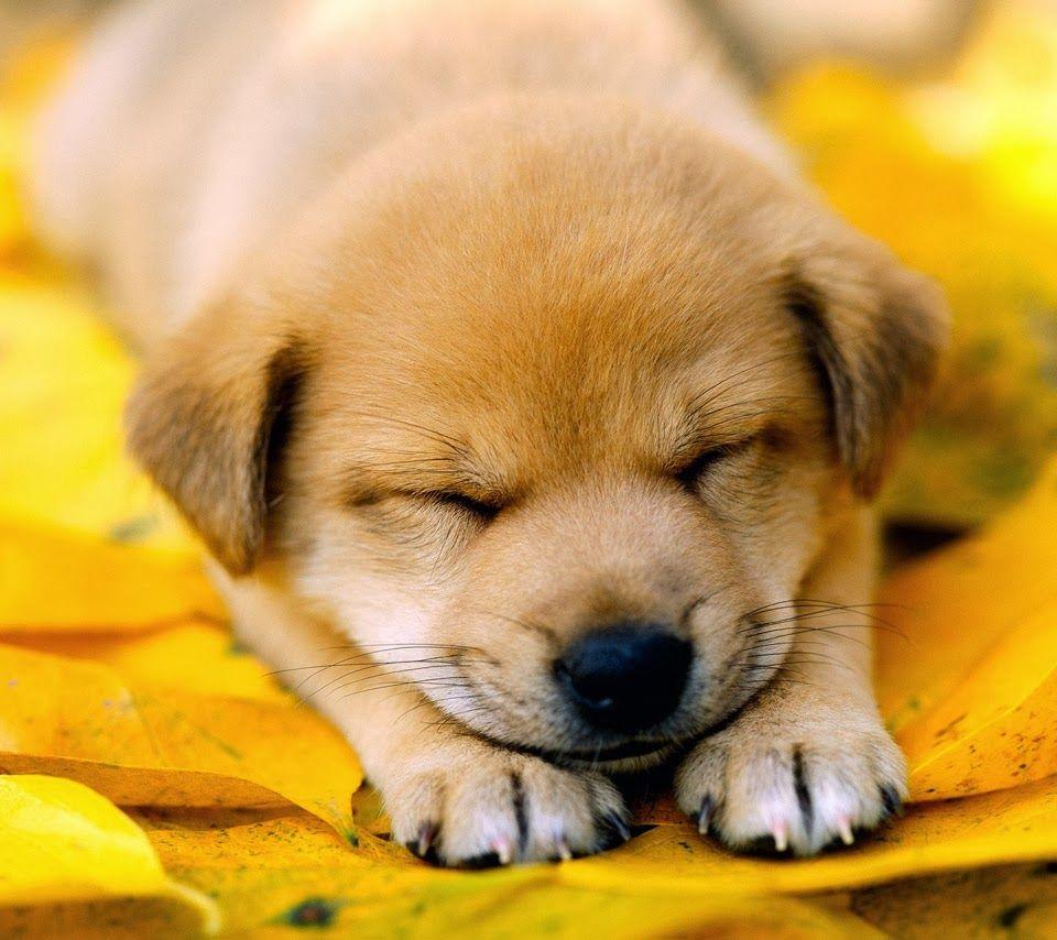 Sleeping Puppy Wallpapers - Top Free Sleeping Puppy Backgrounds ...
