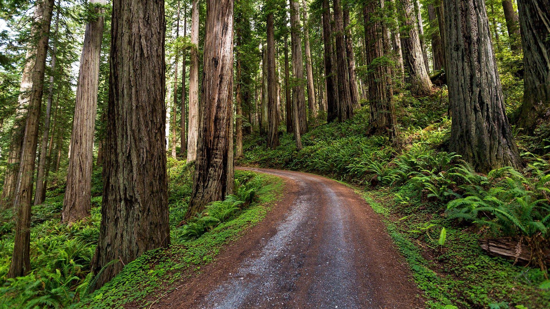 Redwood Forest HD Wallpapers - Top Free Redwood Forest HD Backgrounds ...