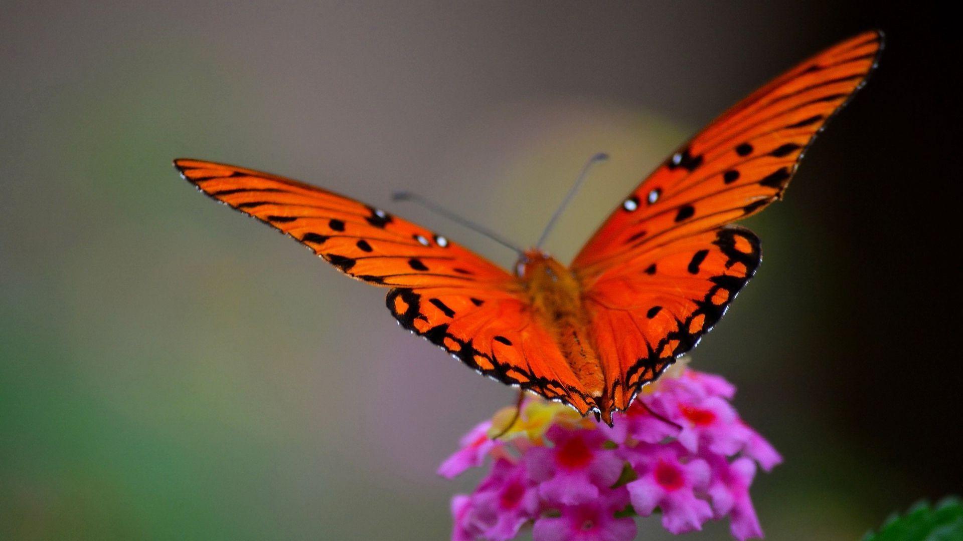 Red Butterfly Wallpapers - Top Free Red Butterfly Backgrounds ...