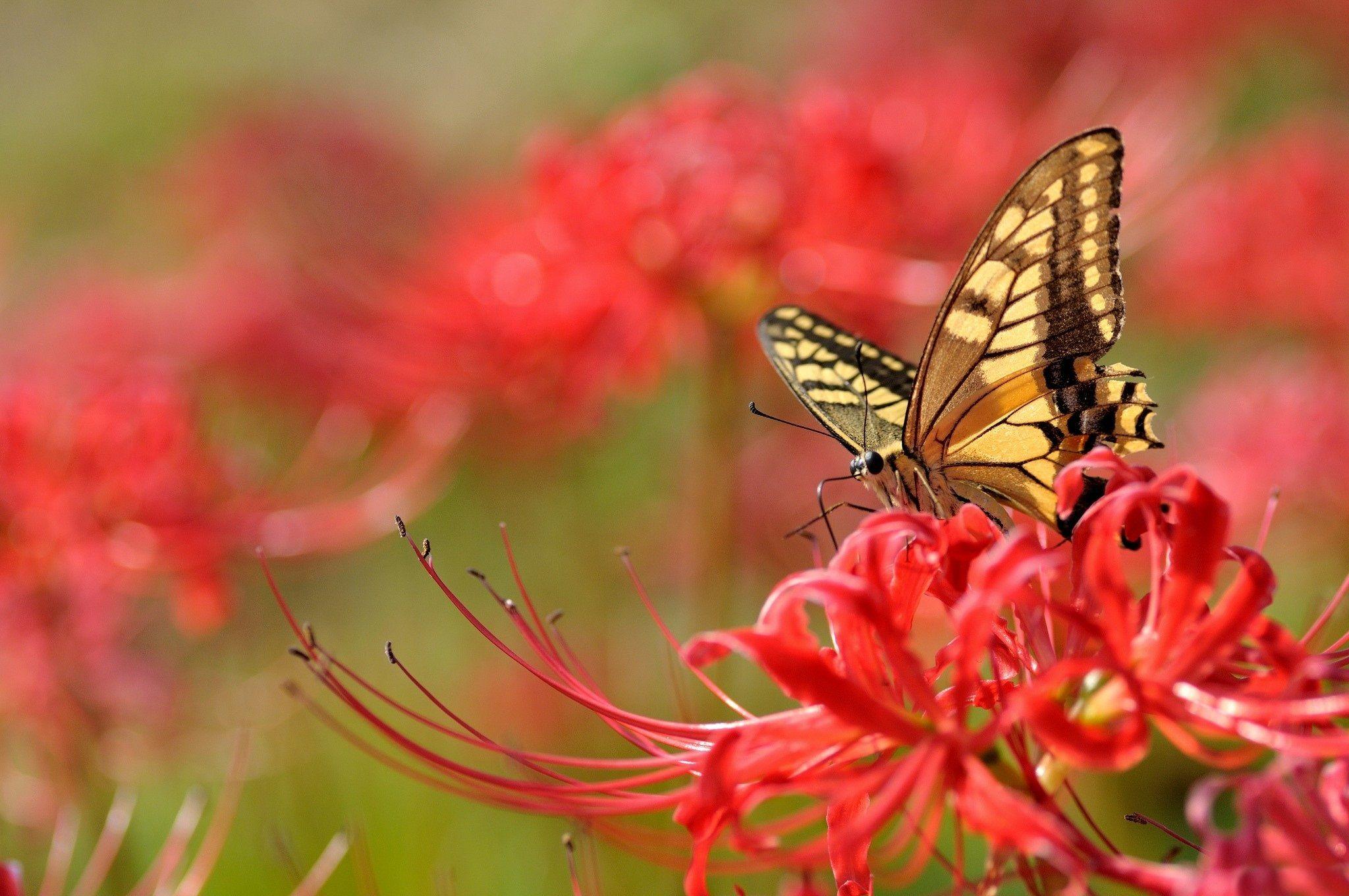 Red Butterfly Wallpapers - Top Free Red Butterfly Backgrounds ...