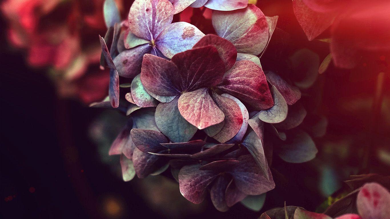 Dark Floral Desktop Wallpapers - Top Free Dark Floral Desktop ...