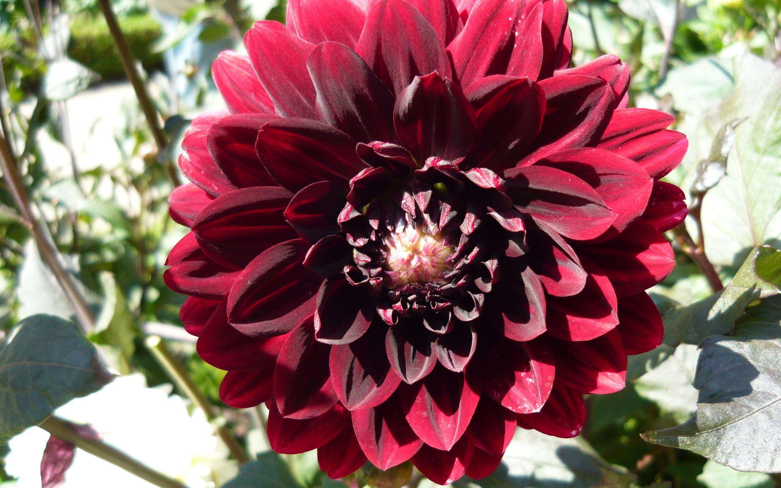 Maroon Flower Desktop Wallpapers - Top Free Maroon Flower Desktop ...