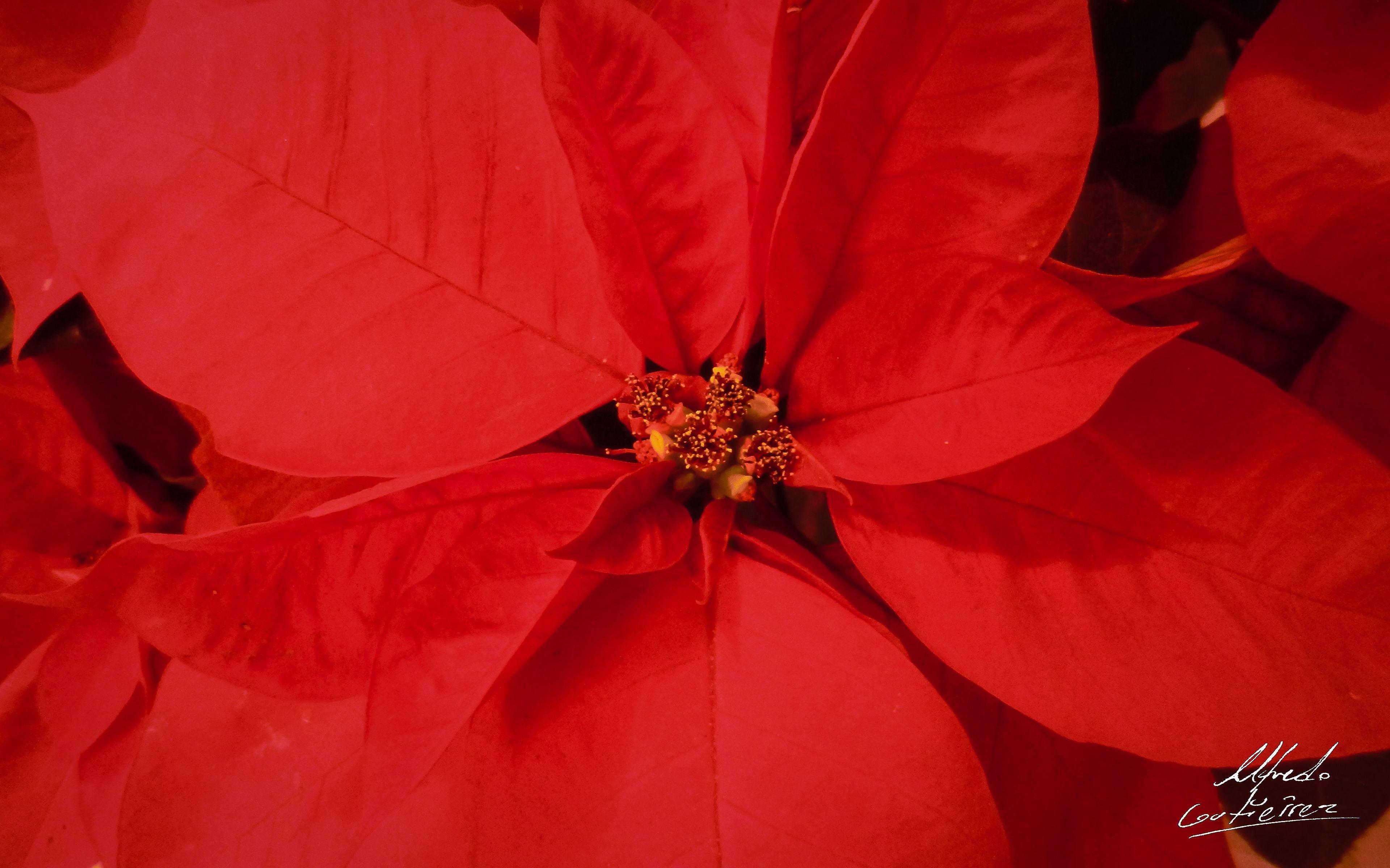 Maroon Flower Desktop Wallpapers - Top Free Maroon Flower Desktop ...