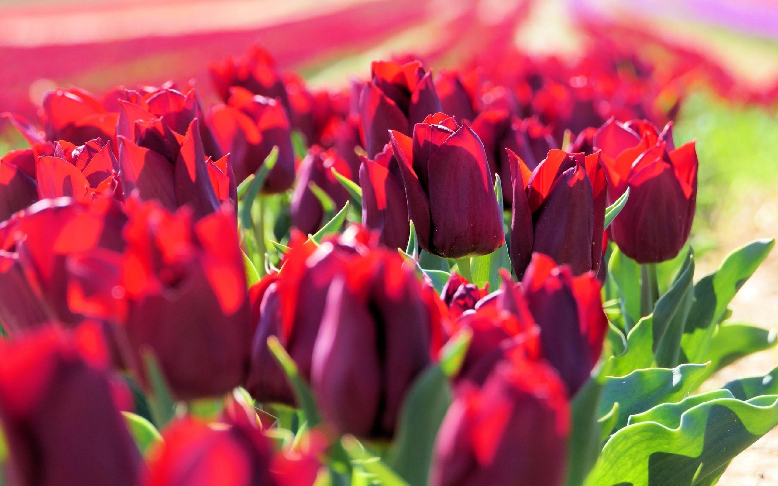 Maroon Flower Desktop Wallpapers - Top Free Maroon Flower Desktop ...