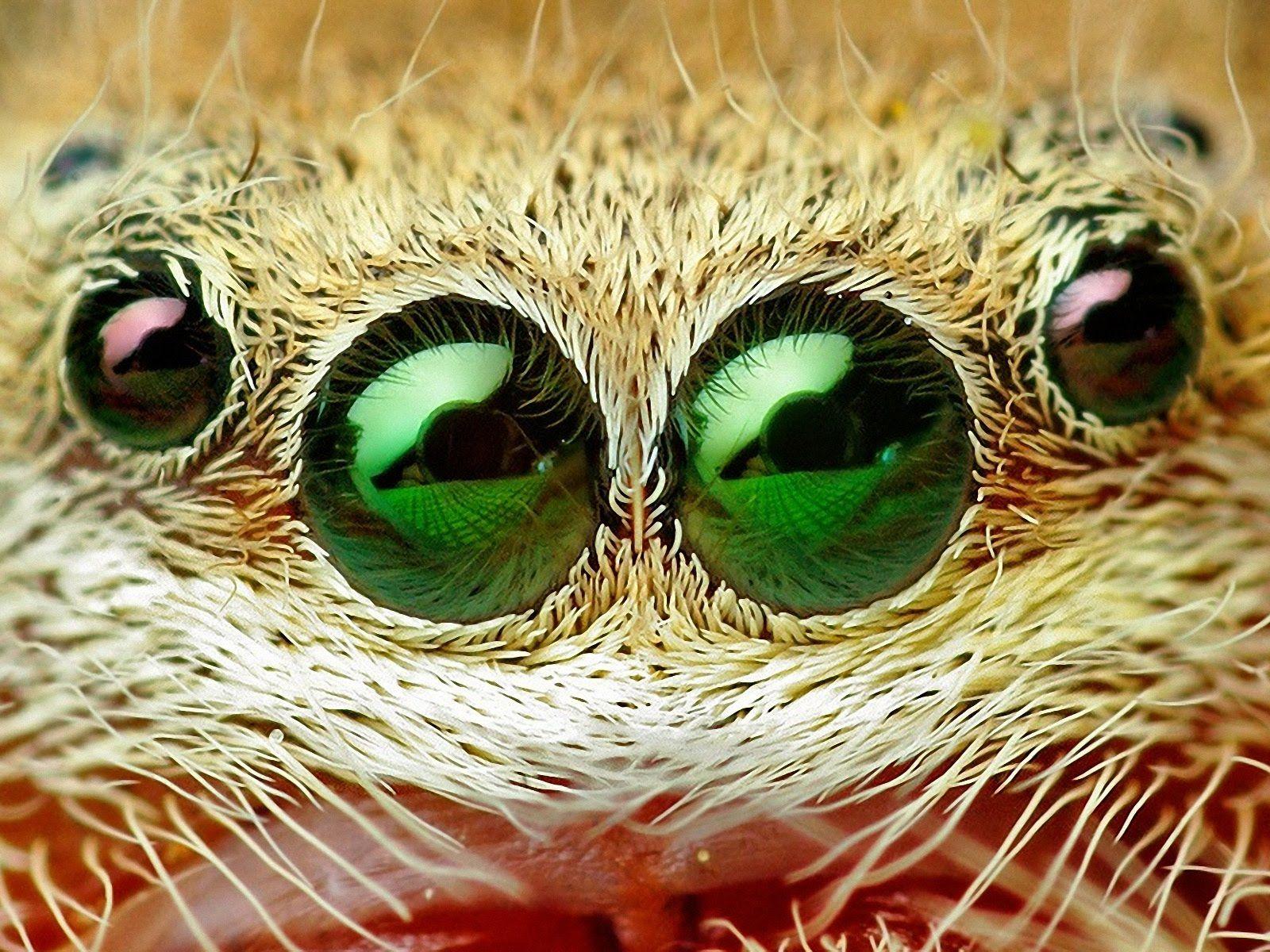Spider Eyes HD Wallpapers - Top Free Spider Eyes HD Backgrounds ...
