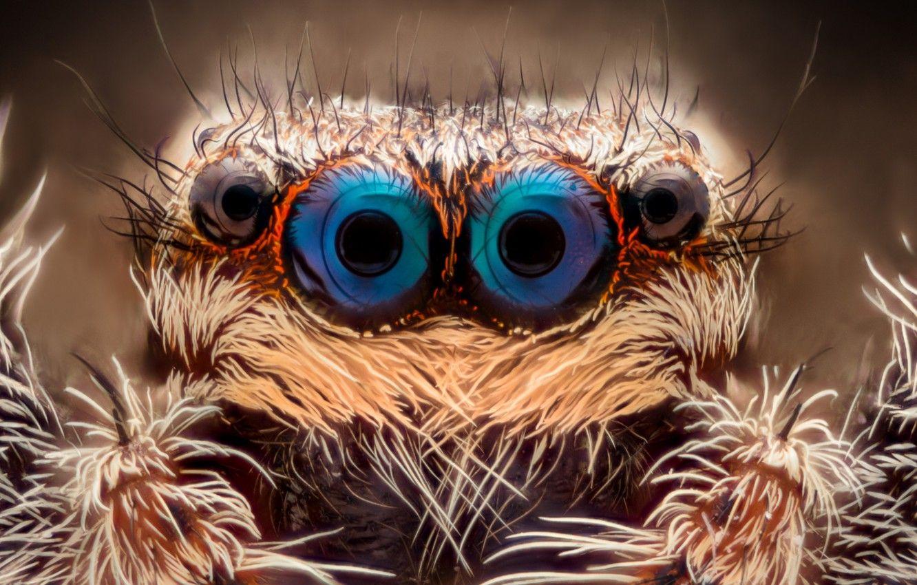 Spider Eyes HD Wallpapers - Top Free Spider Eyes HD Backgrounds ...