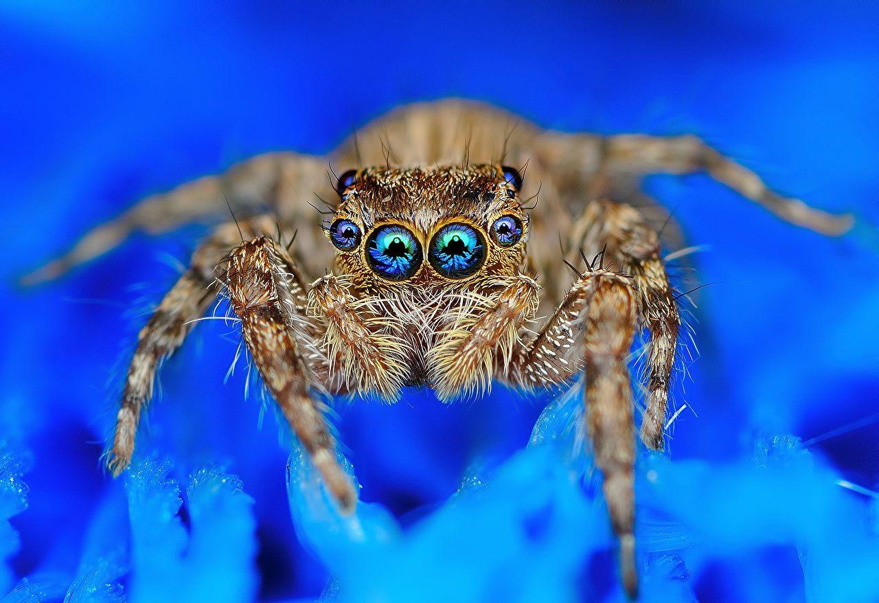 Spider Eyes Wallpapers - Top Free Spider Eyes Backgrounds - WallpaperAccess