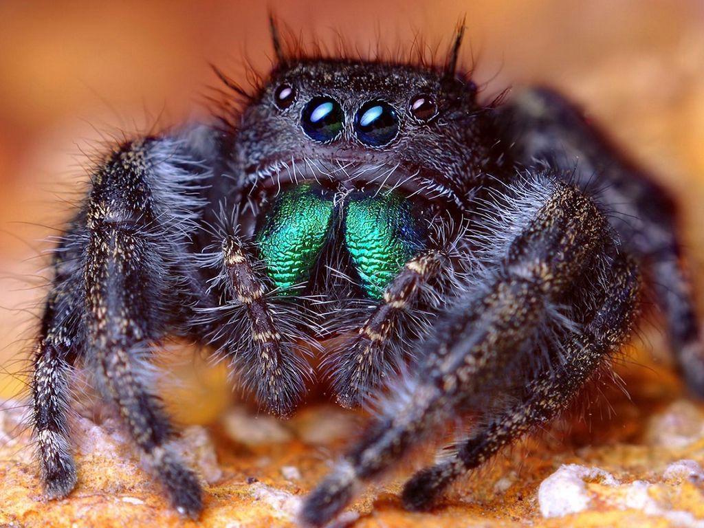 Spider Eyes Wallpapers - Top Free Spider Eyes Backgrounds - WallpaperAccess