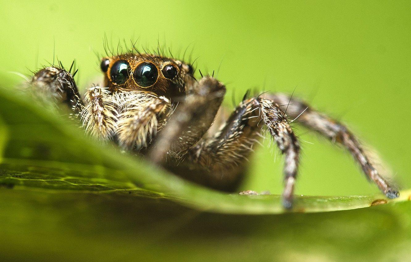 Spider Eyes Wallpapers - Top Free Spider Eyes Backgrounds - WallpaperAccess