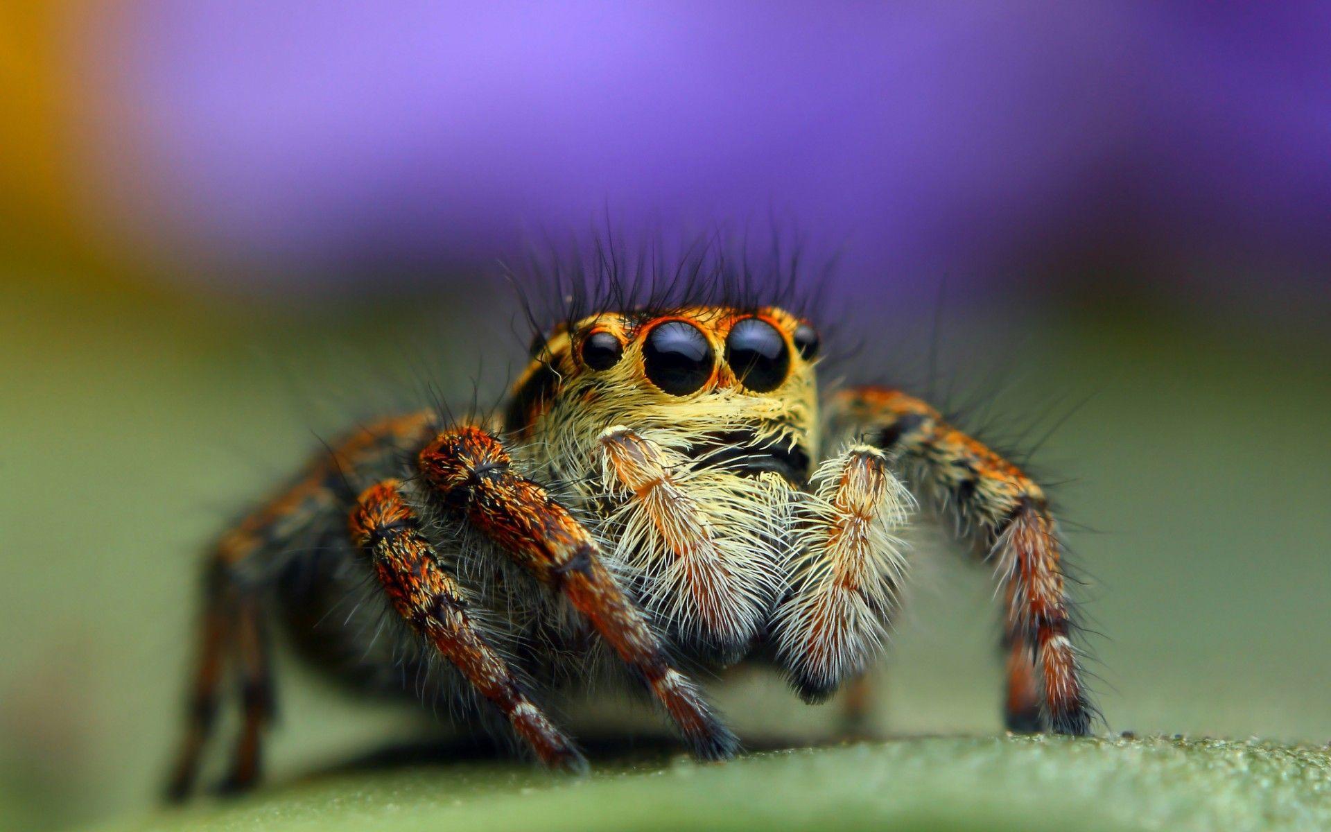 Spider Eyes Wallpapers - Top Free Spider Eyes Backgrounds - WallpaperAccess