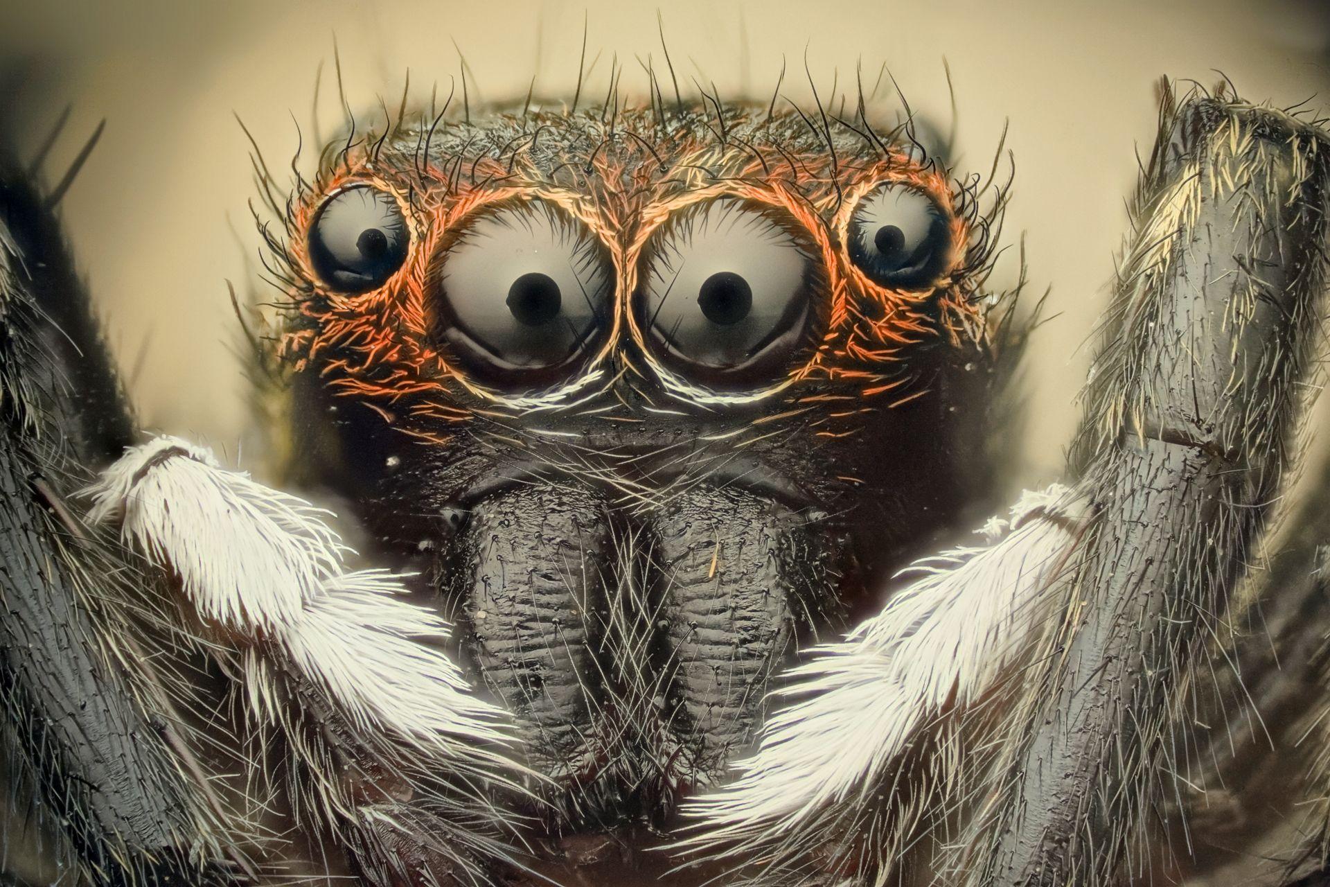 Spider Eyes Wallpapers - Top Free Spider Eyes Backgrounds - WallpaperAccess