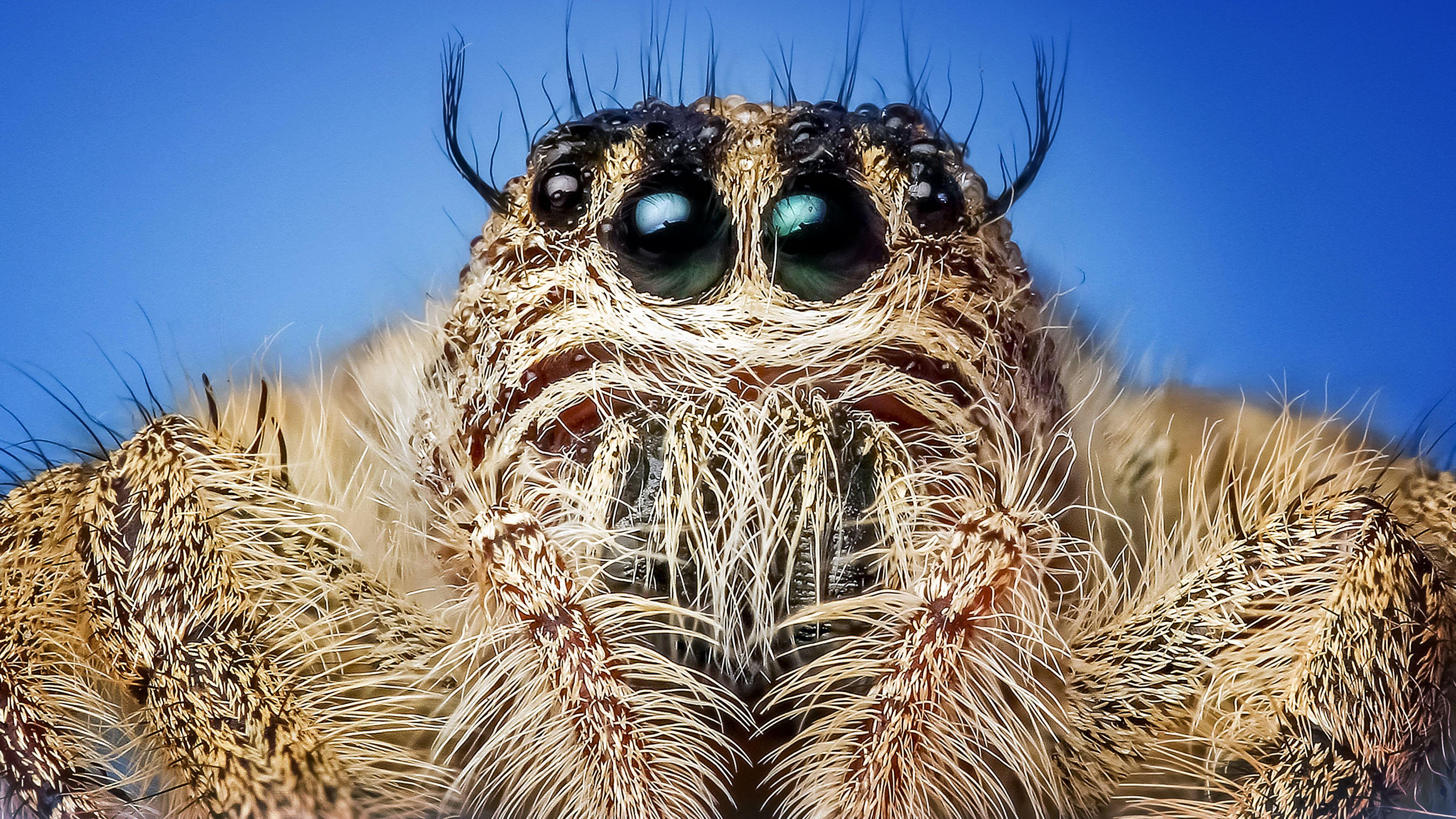 Spider Eyes Wallpapers - Top Free Spider Eyes Backgrounds - WallpaperAccess