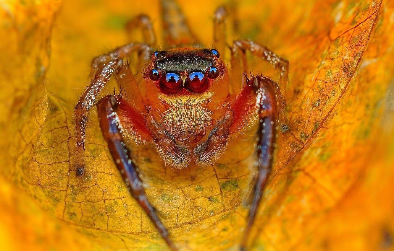 Spider Eyes Wallpapers - Top Free Spider Eyes Backgrounds - WallpaperAccess