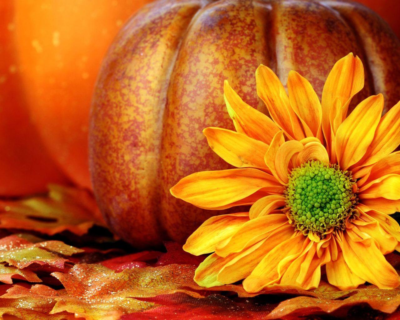 Fall Sunflower Wallpapers - Top Free Fall Sunflower Backgrounds ...