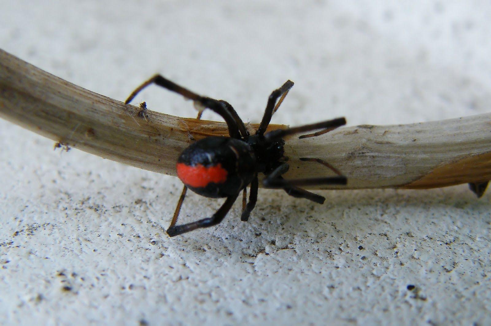 Black Widow Spider Wallpapers - Top Free Black Widow Spider Backgrounds ...