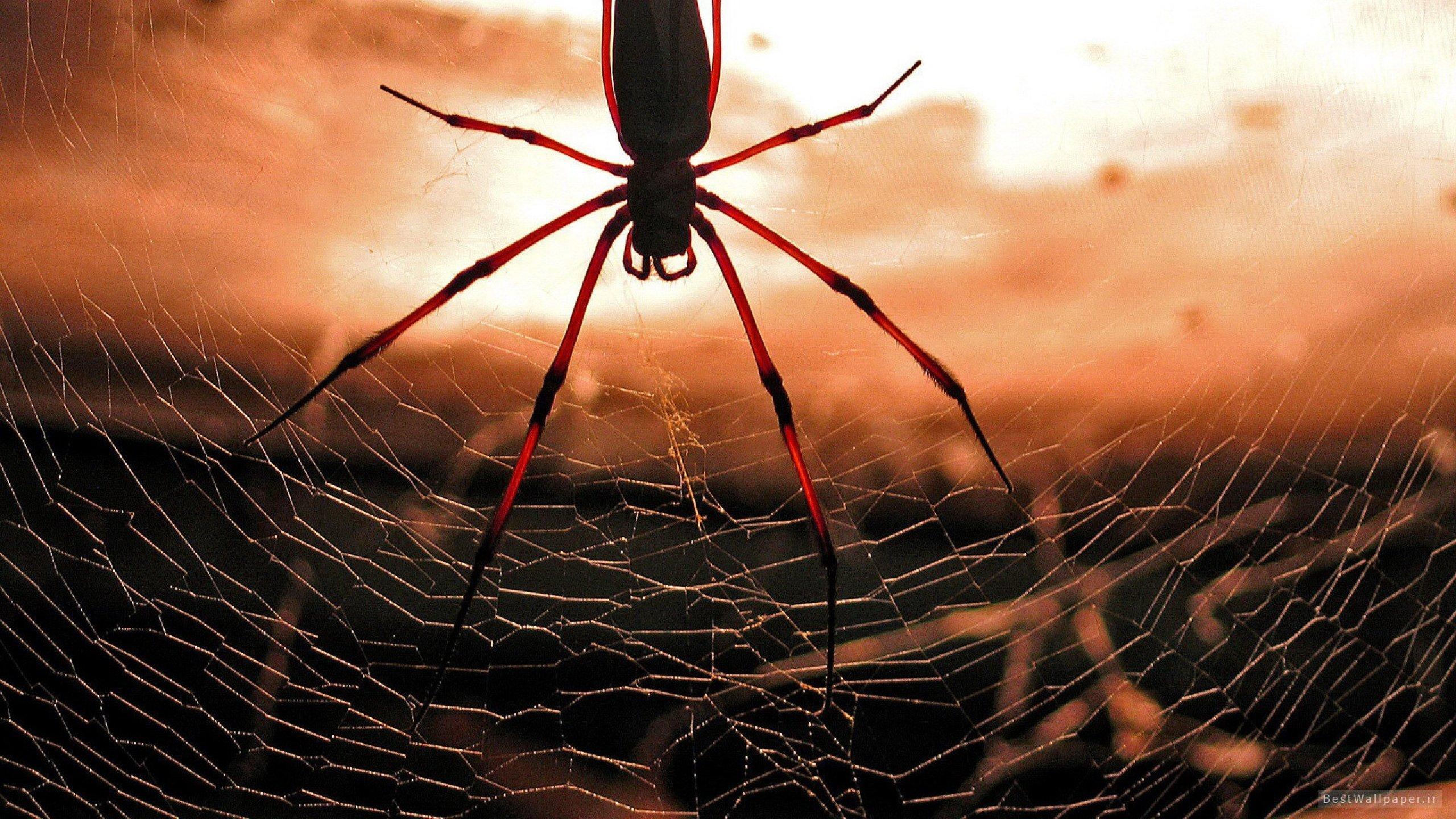 Black Widow Spider Wallpapers - Top Free Black Widow Spider Backgrounds - WallpaperAccess