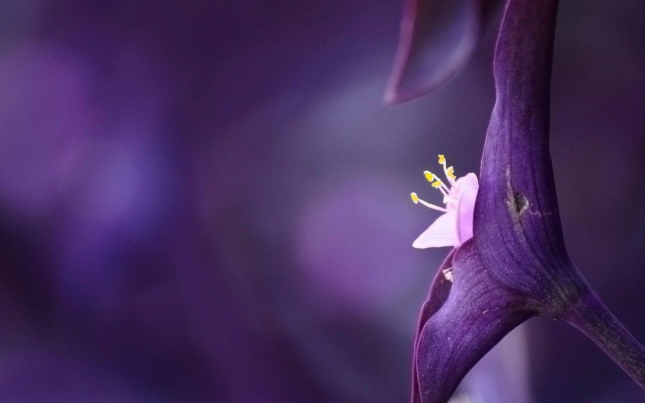 Violet Nature Wallpapers - Top Free Violet Nature Backgrounds ...