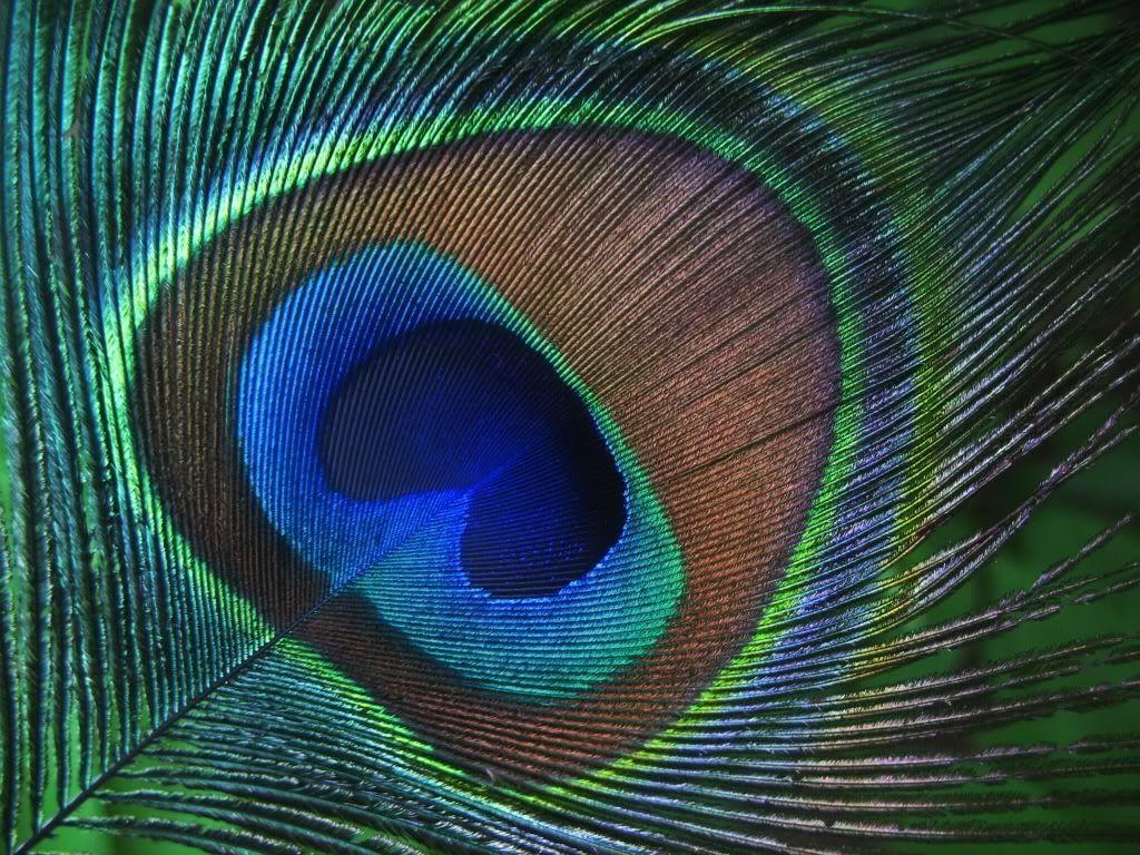 Mor Pankh Wallpapers - Top Free Mor Pankh Backgrounds - WallpaperAccess