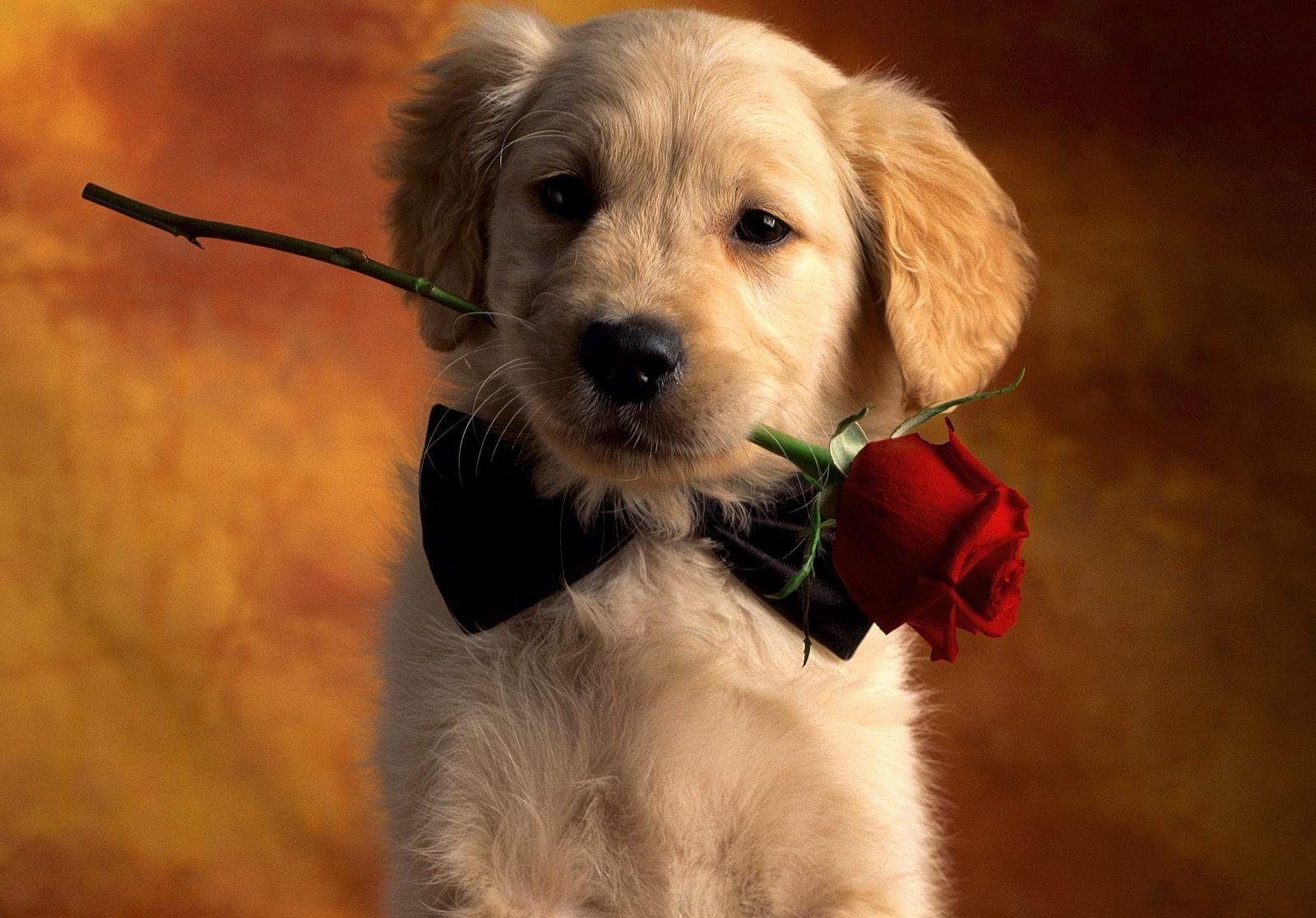 Boy And Dog Wallpapers - Top Free Boy And Dog Backgrounds - WallpaperAccess