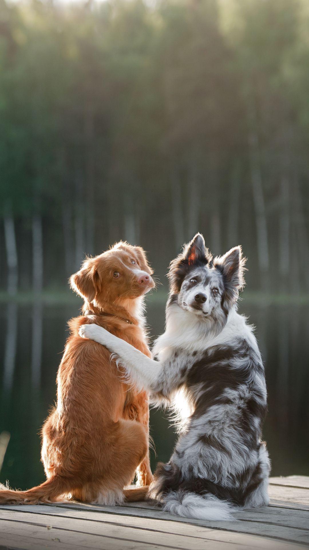 Boy And Dog Wallpapers - Top Free Boy And Dog Backgrounds - WallpaperAccess