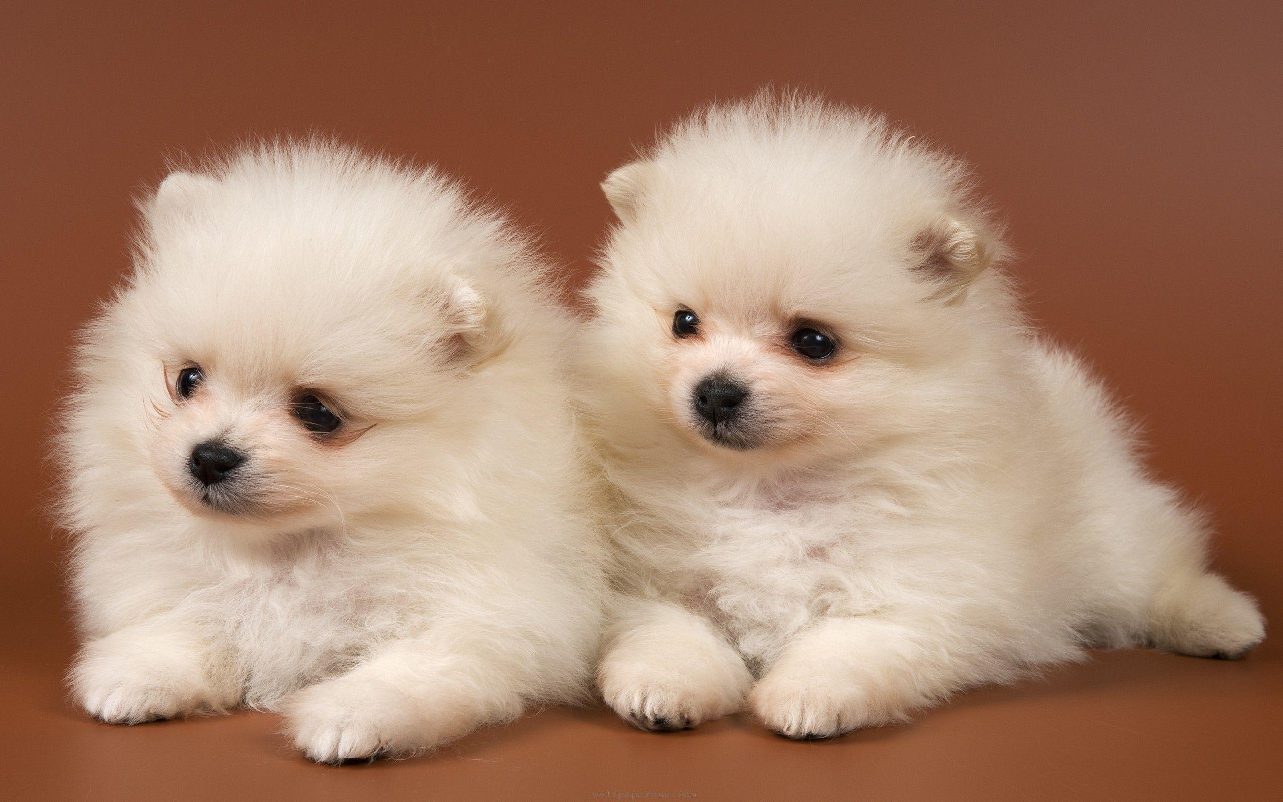Boy And Dog Wallpapers - Top Free Boy And Dog Backgrounds - WallpaperAccess