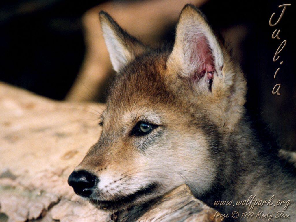Wolf Pup Wallpapers - Top Free Wolf Pup Backgrounds - WallpaperAccess