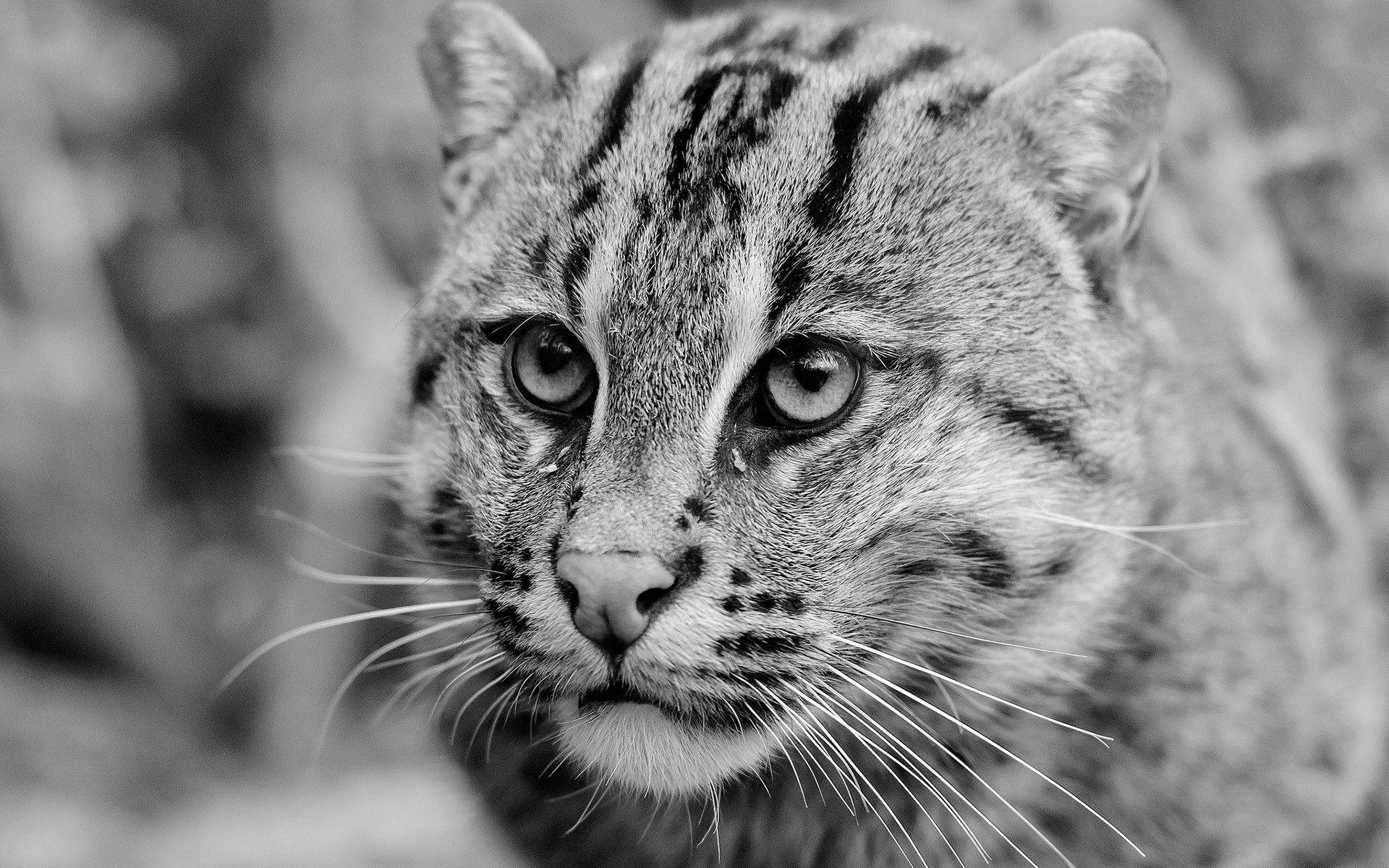Wild Cat Wallpapers - Top Free Wild Cat Backgrounds - WallpaperAccess
