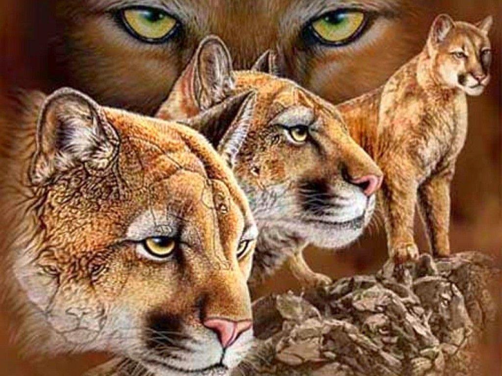 Wild Cat Wallpapers - Top Free Wild Cat Backgrounds - WallpaperAccess