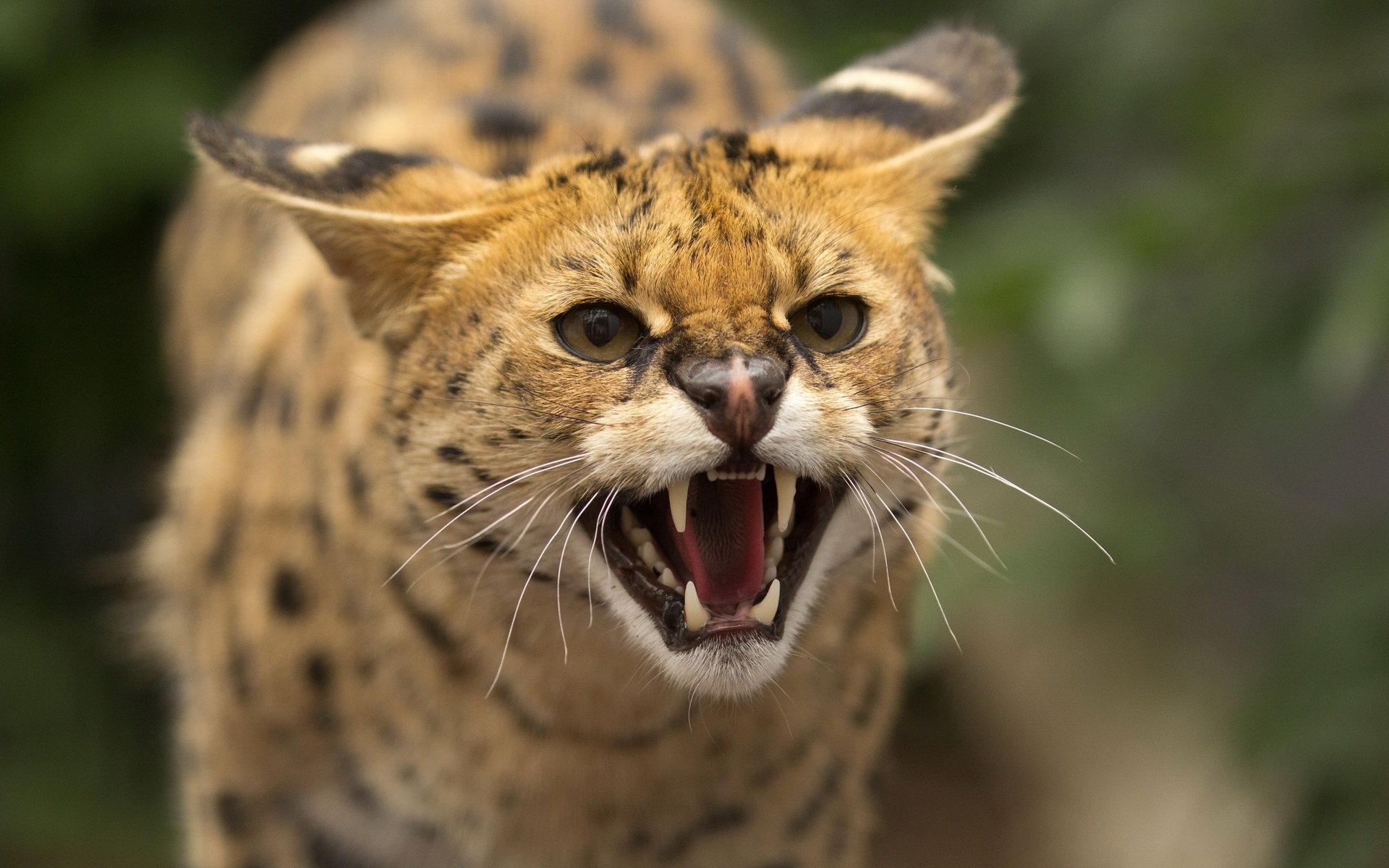 Wild Cat Wallpapers - Top Free Wild Cat Backgrounds - WallpaperAccess