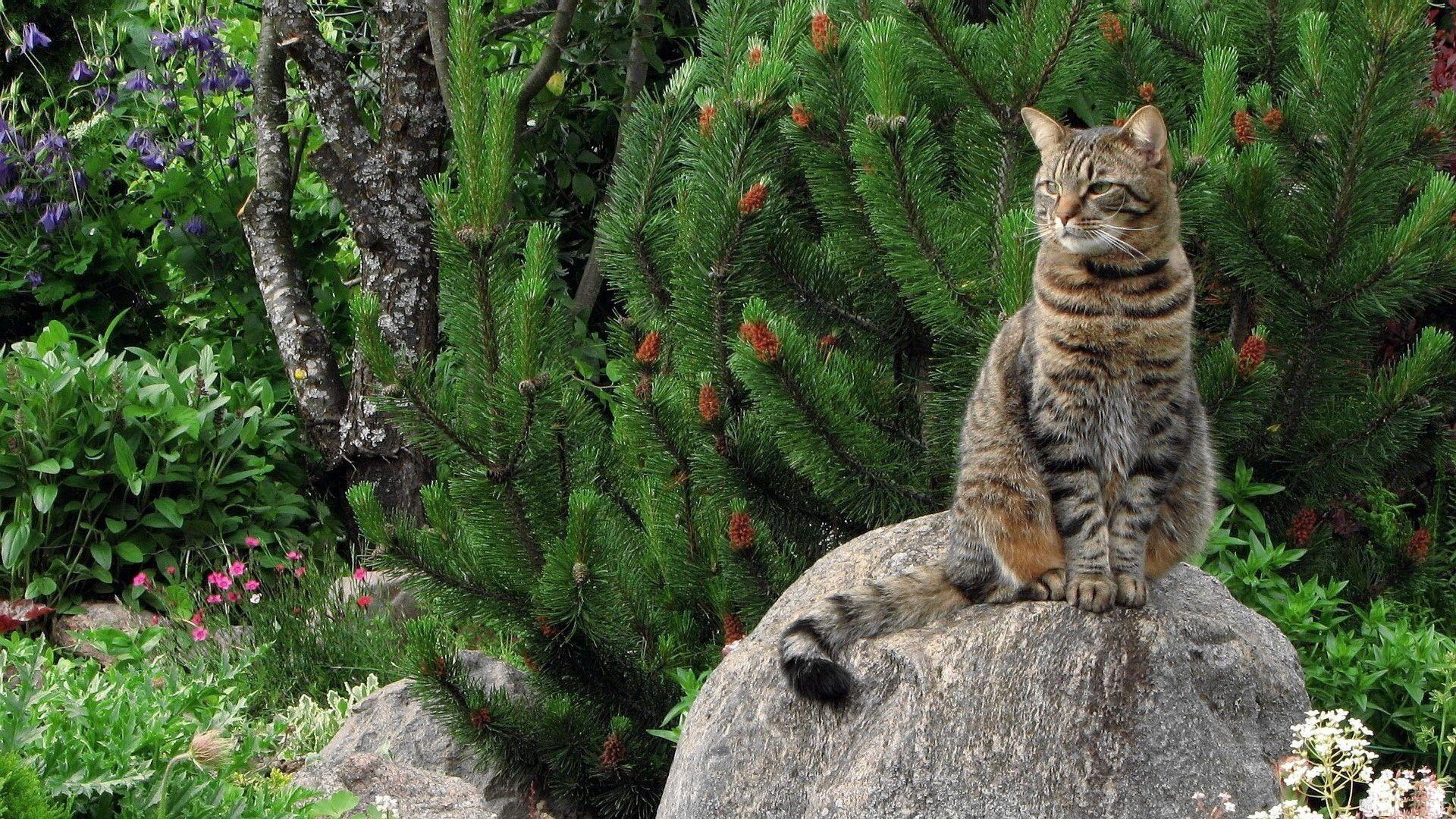 Wild Cat Wallpapers - Top Free Wild Cat Backgrounds - WallpaperAccess