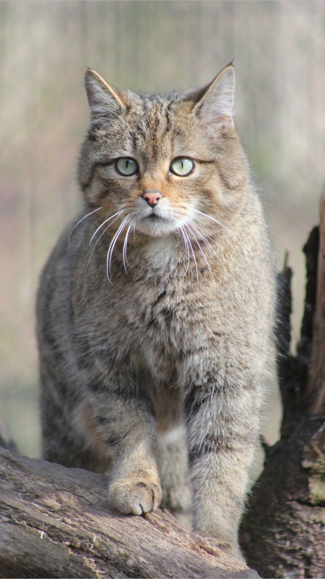 Wild Cat Wallpapers - Top Free Wild Cat Backgrounds - WallpaperAccess