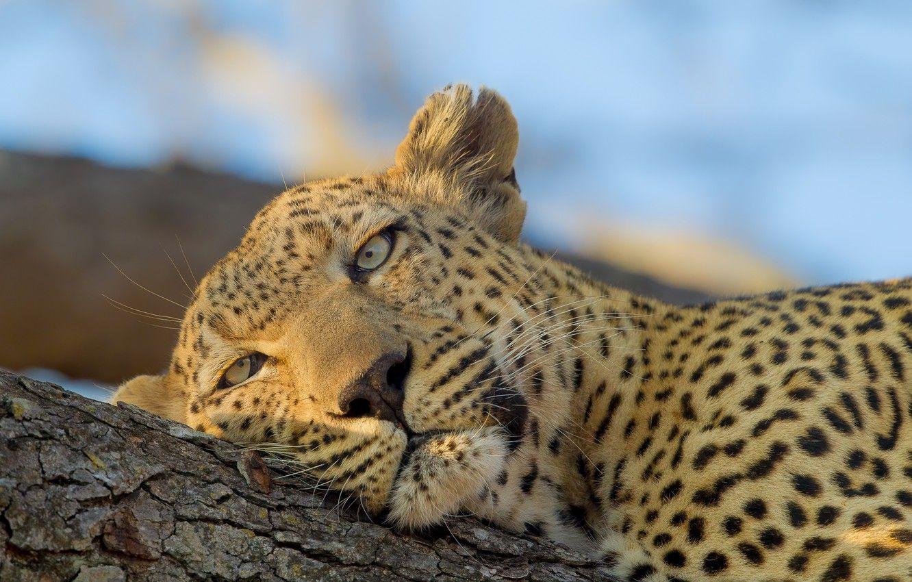 Wild Cat Wallpapers - Top Free Wild Cat Backgrounds - WallpaperAccess