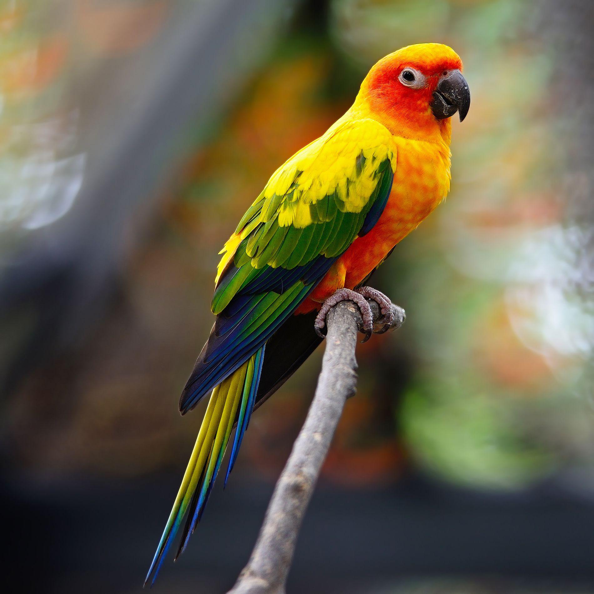 Sun Conure Wallpapers - Top Free Sun Conure Backgrounds - WallpaperAccess