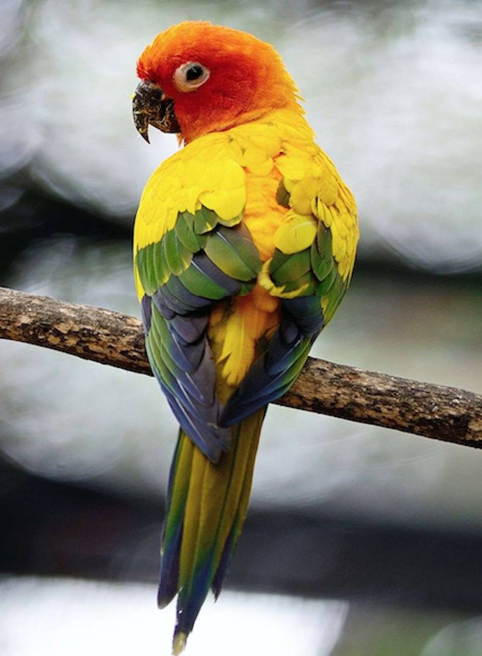 Sun Conure Wallpapers - Top Free Sun Conure Backgrounds - WallpaperAccess