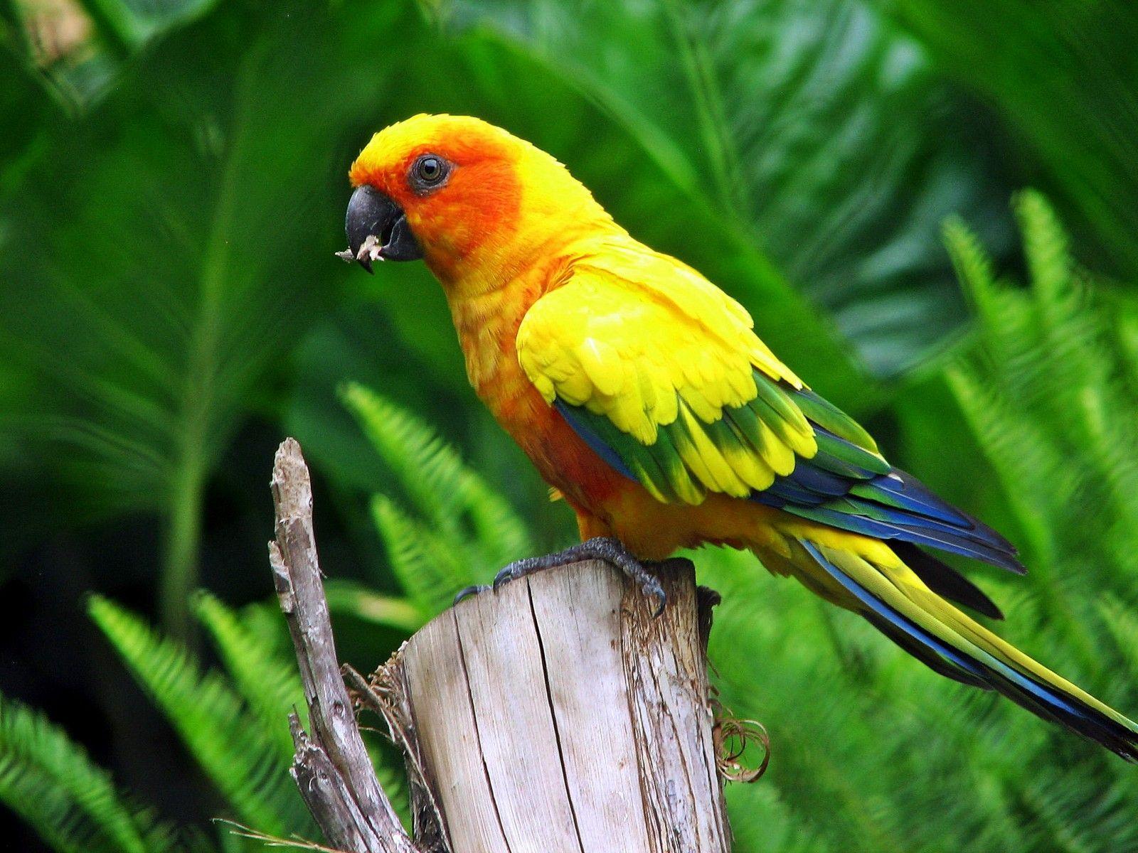 Sun Conure Wallpapers - Top Free Sun Conure Backgrounds - WallpaperAccess
