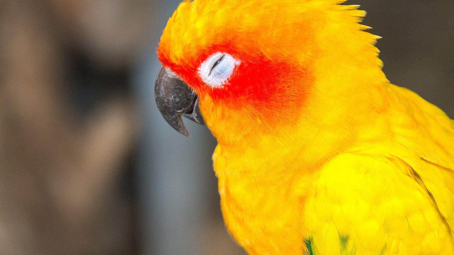 Sun Conure Wallpapers - Top Free Sun Conure Backgrounds - WallpaperAccess